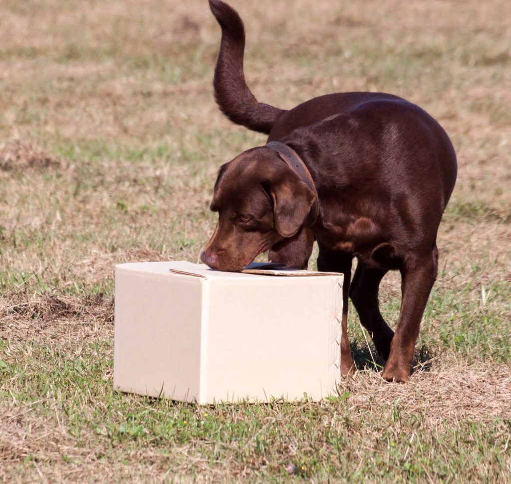 K9 Nose Work | The Doggie Spot